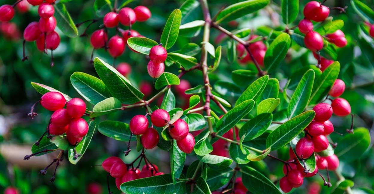 Eat this berry, then bite into a lemon; it’ll taste like candy | Know ...