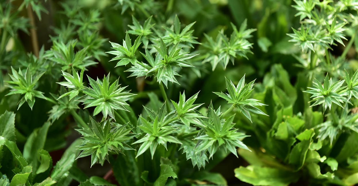 No more wilted, pesticide-laden coriander leaves. Try this African ...