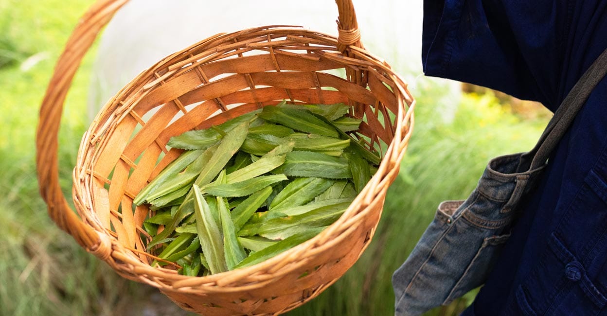 No more wilted, pesticide-laden coriander leaves. Try this African ...