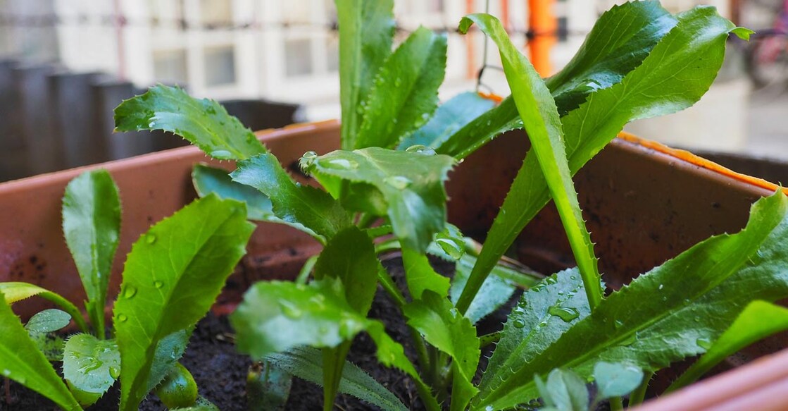 No more wilted, pesticide-laden coriander leaves. Try this African ...