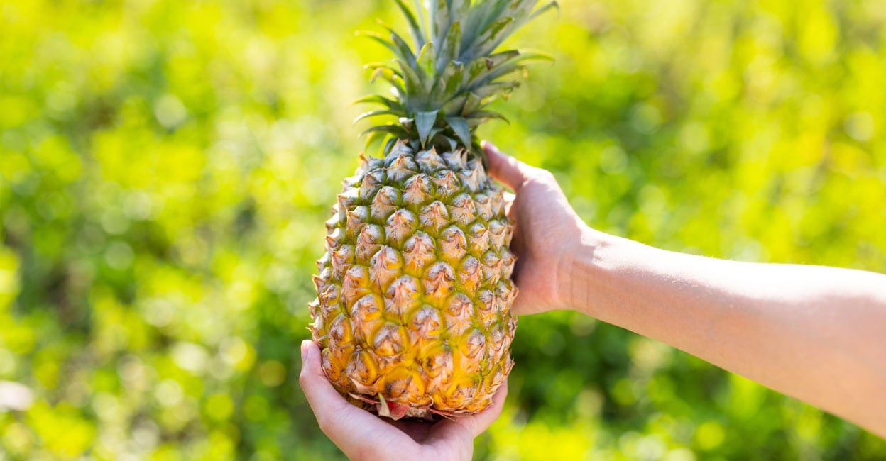 Is hormone-ripened pineapple a myth? Debunking Kerala’s most common ...