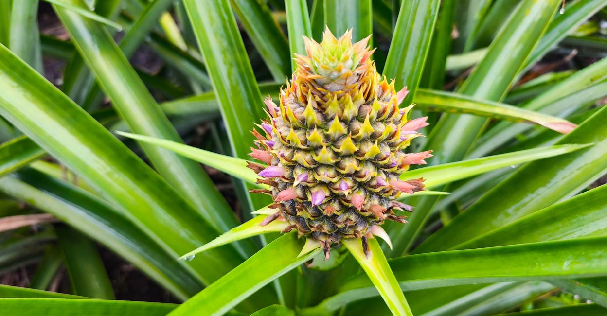 Is hormone-ripened pineapple a myth? Debunking Kerala’s most common ...