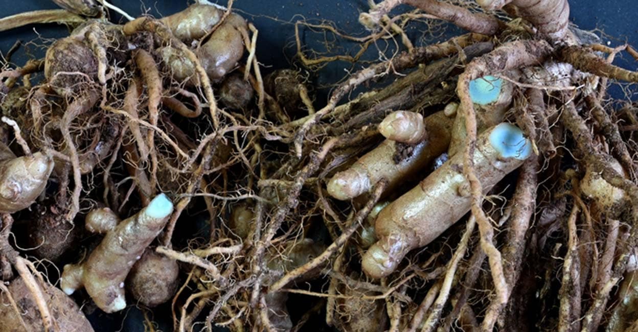 Blue turmeric: A magic root with a Vicks-like aroma and no yellow stains