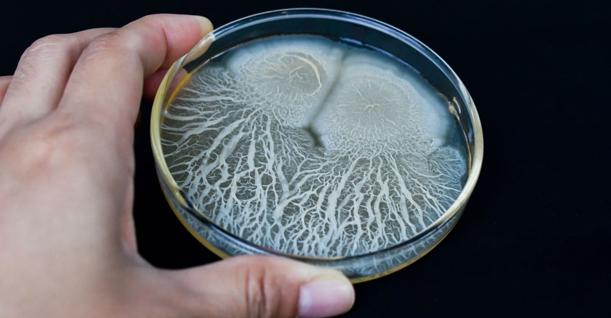 Kerala’s new state microbe has been in our food all along