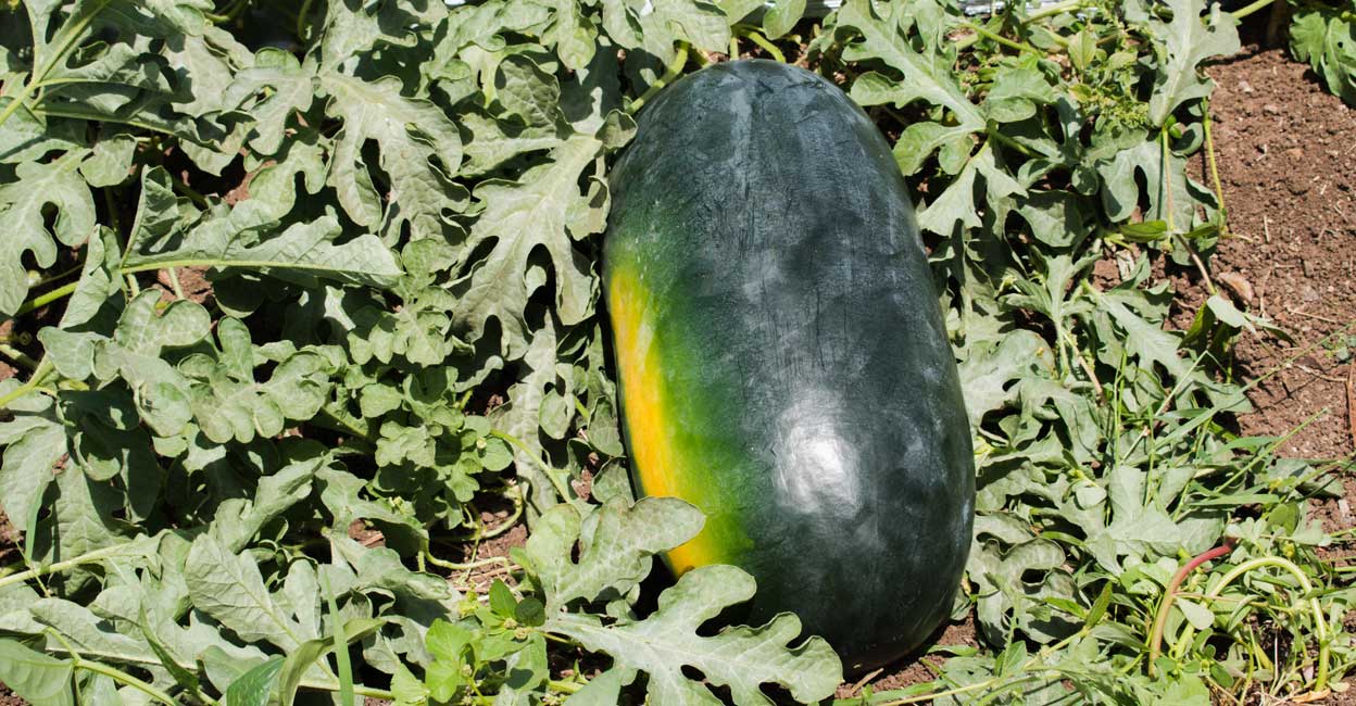 This yellow spot on your watermelon tells you how sweet it is