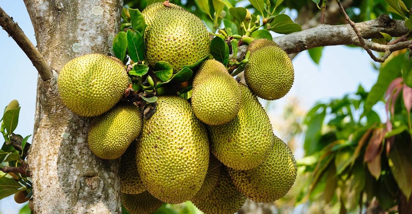This seed from our backyard is a protein-rich superfood: Precautions ...