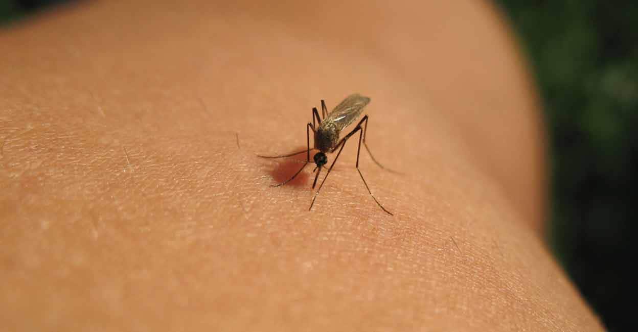 West Nile fever claims two lives in Ernakulam: Health department's ...