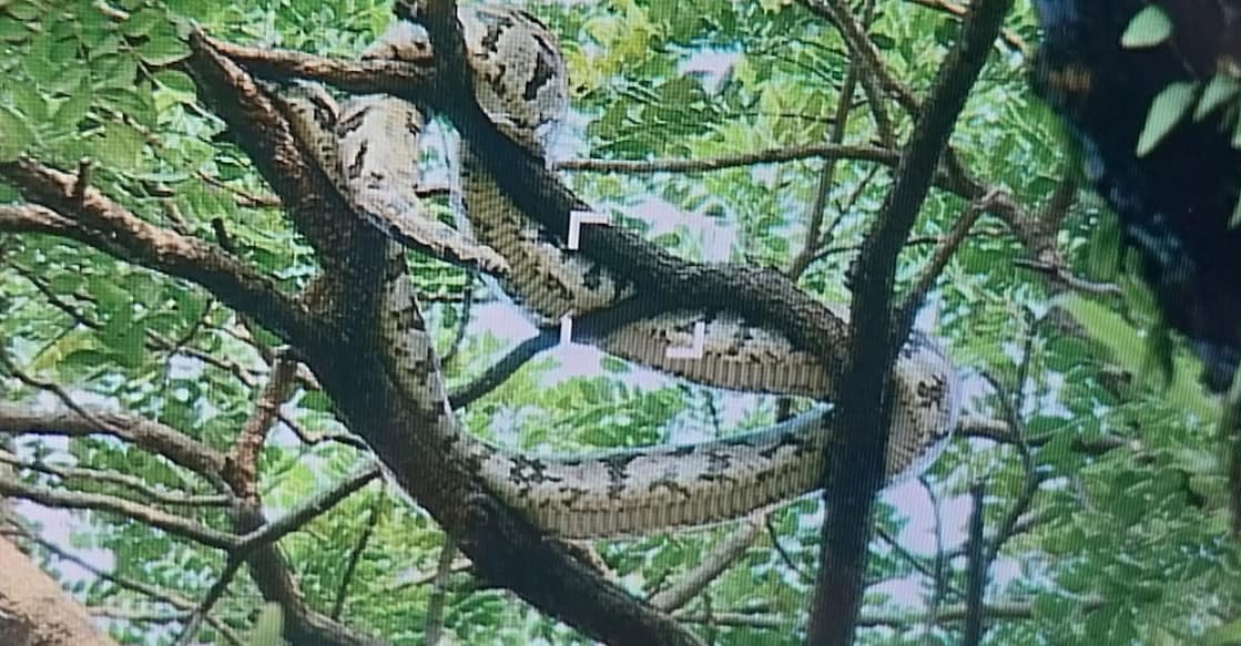 Massive python caught after 10-hour drama in Kochi | Ernakulam News