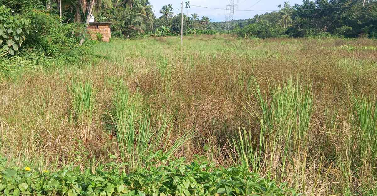 Farmers abandon fields to ride autorickshaws in Kerala's Munderi, and ...