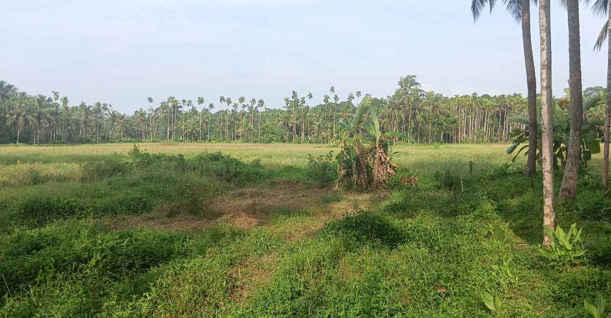 Farmers abandon fields to ride autorickshaws in Kerala's Munderi, and ...