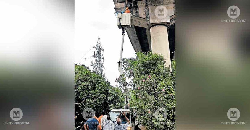 Cat stranded for 5 days on 40-ft Kochi Metro pillar rescued | Kerala ...
