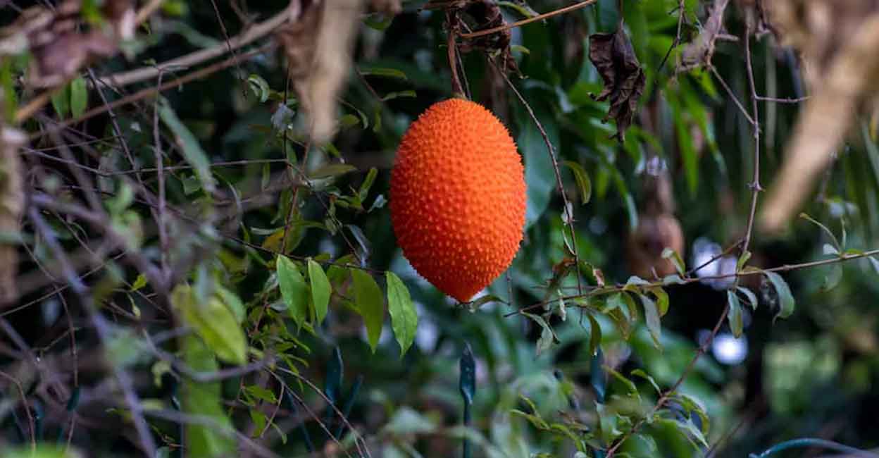 This exotic fruit is sold for ₹1500 per kg, how gac is winning over ...