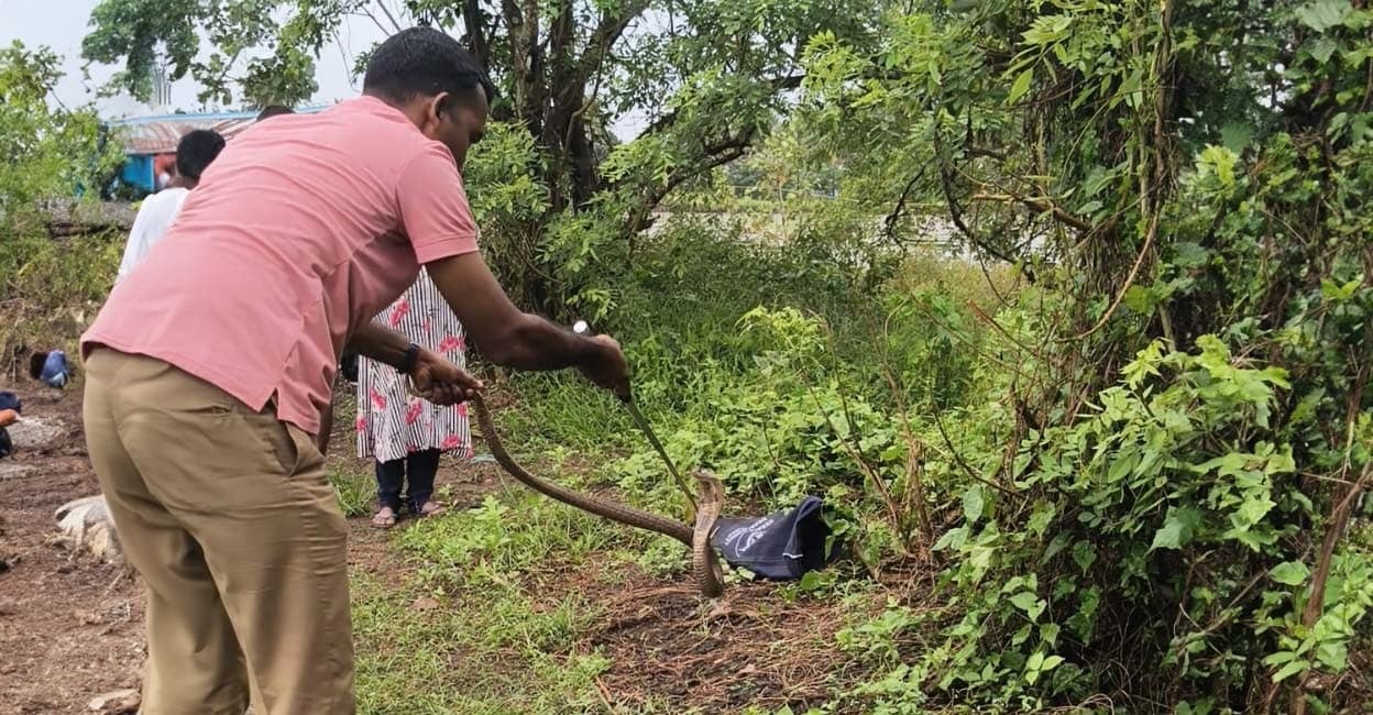 Snakes are after scent of love, 36% rise in rescue, Kerala forest ...