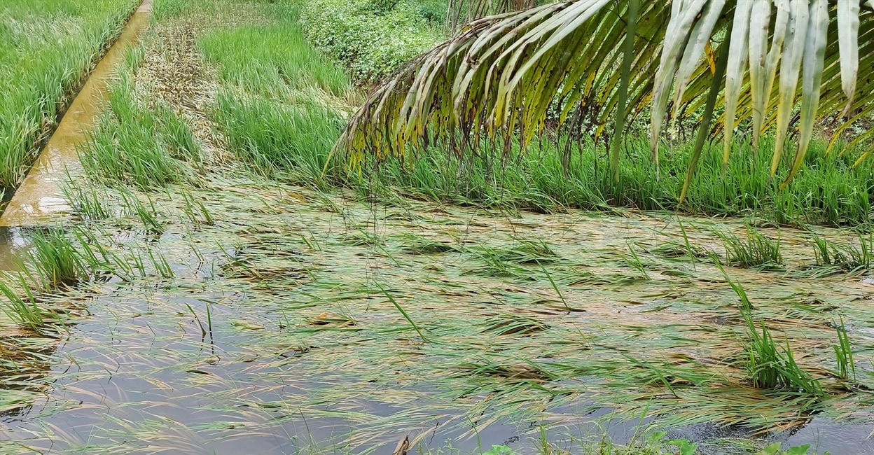 Torrential rains wreak havoc on Mullassery paddy fields, 120 of 336 ...