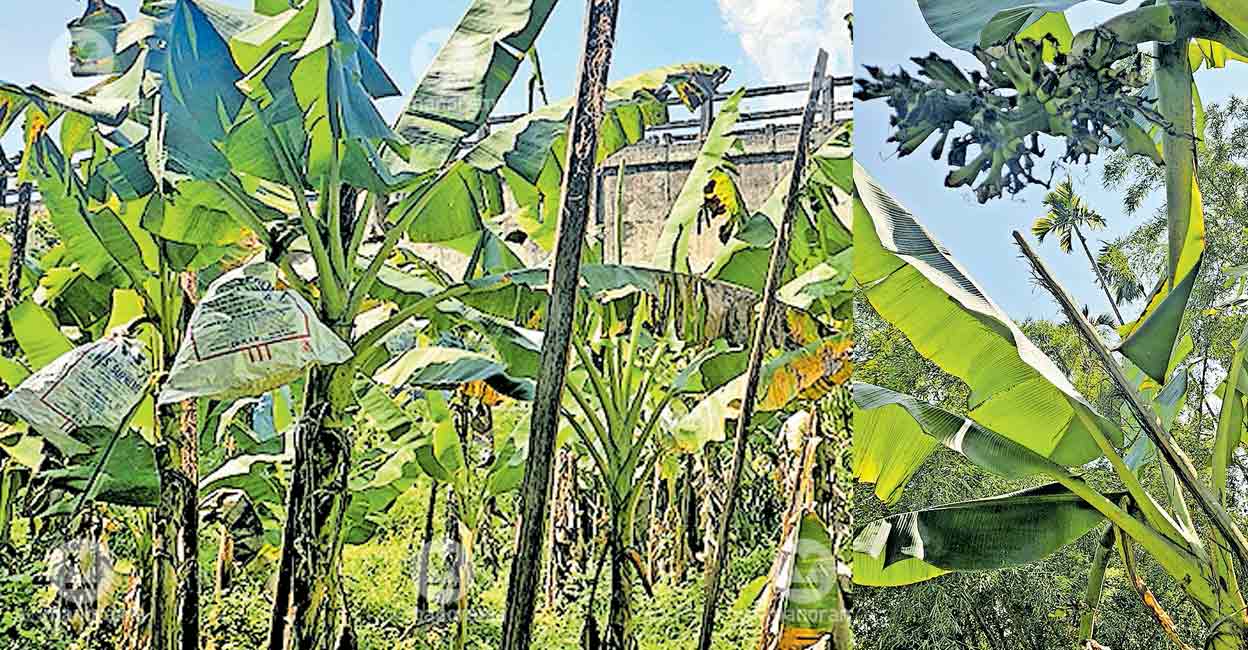 Troops of macaques wreak havoc on homes and farms in Wayanad's ...