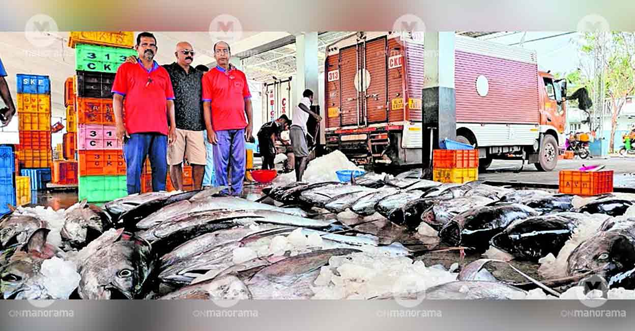 Tuna fish auctioned for record ₹25 lakh at Chettuva harbour in Thrissur ...