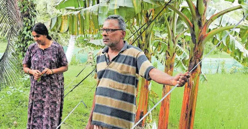Meet Ramachandran of Palakkad who reaped success with his innovative ...