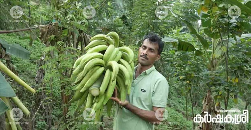Technology and tenacity help PB Aneesh, a young farmer from high-range ...