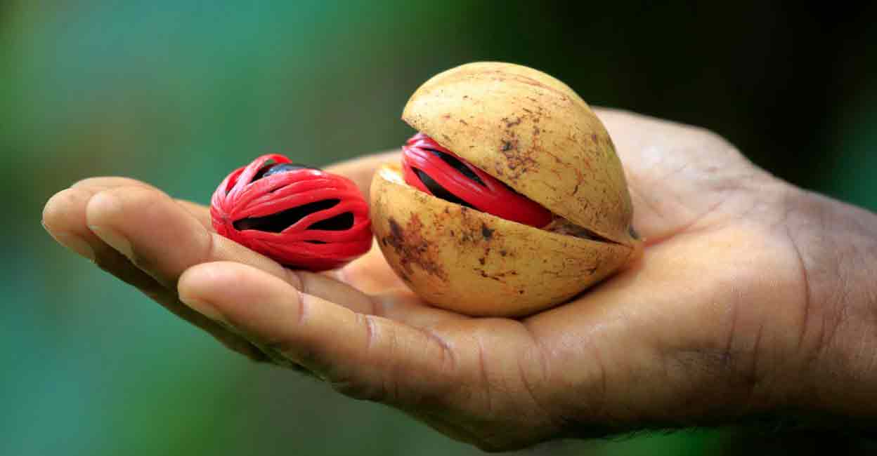 Kerala Agri varsity recognises nutmeg variety developed by Kottayam ...