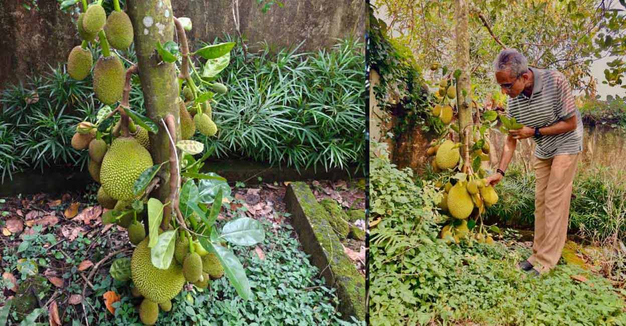 A tropical Eden in the heart of Kochi: How Anil built a mini forest of ...
