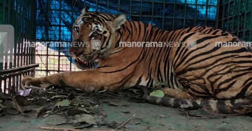 tiger attack mananthavady
