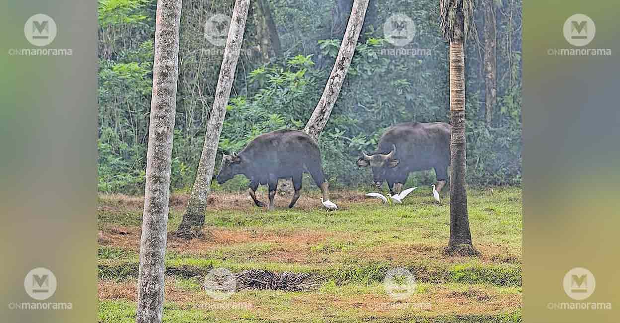 Two rubber tapping workers injured in wild gaur attack in Thodupuzha ...