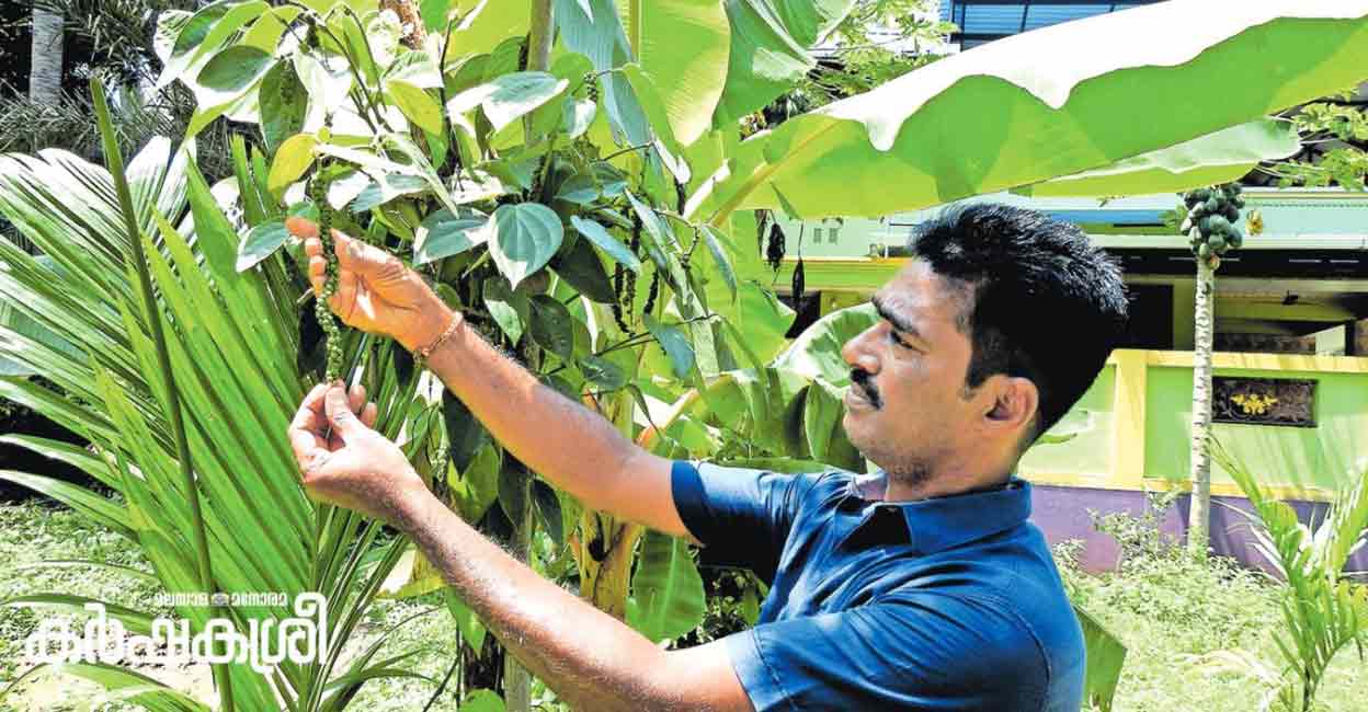 Cultivating cardamom in Palakkad? Here is why Mahesh Kumar is a happy ...