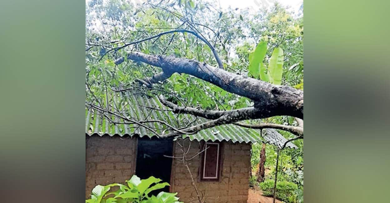 Misery for woman as fallen tree damages her house in Enathu | Kerala ...