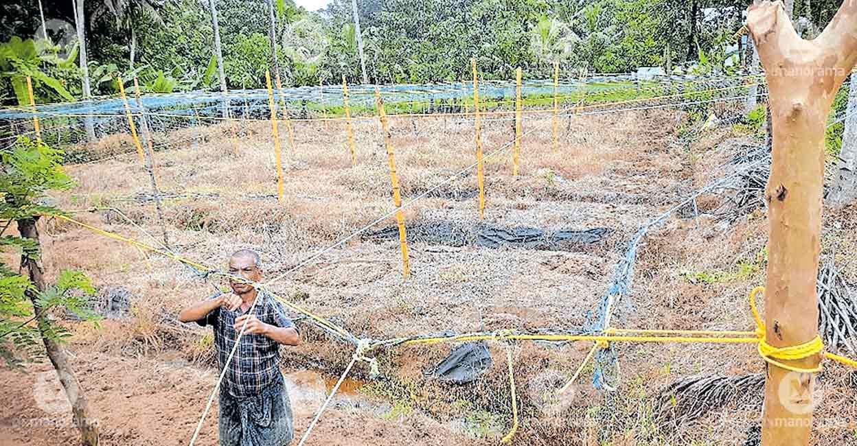 Onam-season crops ruined by unrelenting rains in Pathanamthitta ...