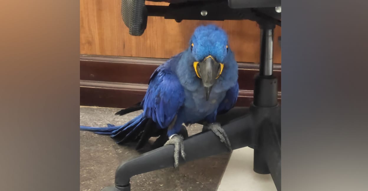 Rare bird, animals seized from Kerala couple at Kochi airport