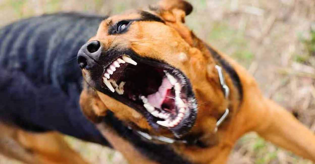 Stray dog bites claimed 118 lives in Kerala since 2016, says official ...