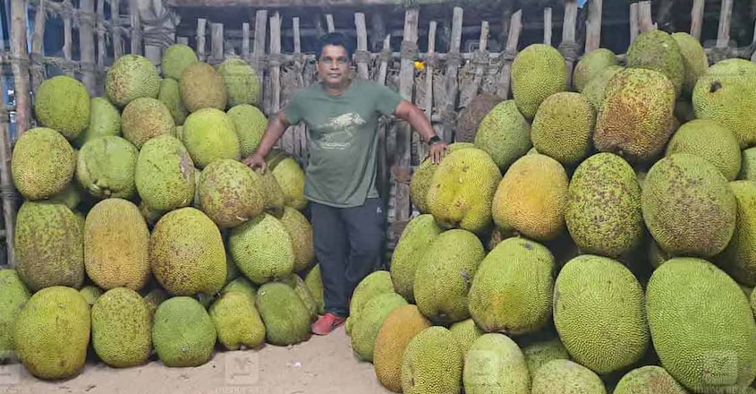 This Kochi trader scripts success by exploring Kerala's untapped jackfruit potential | Kerala ...