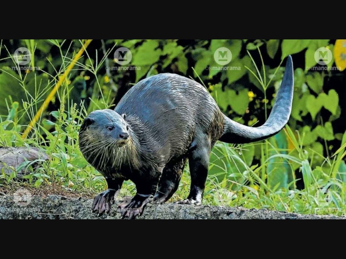 giant river otter attack