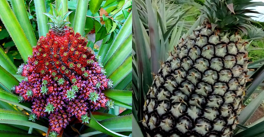 Kerala CA wants exotic fruits in diet, grows 80 pineapple varieties on rooftop, orchard in ...