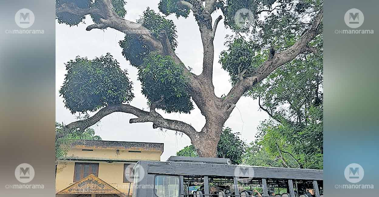 Three years on, no decision on tree threatening house in Kottayam ...