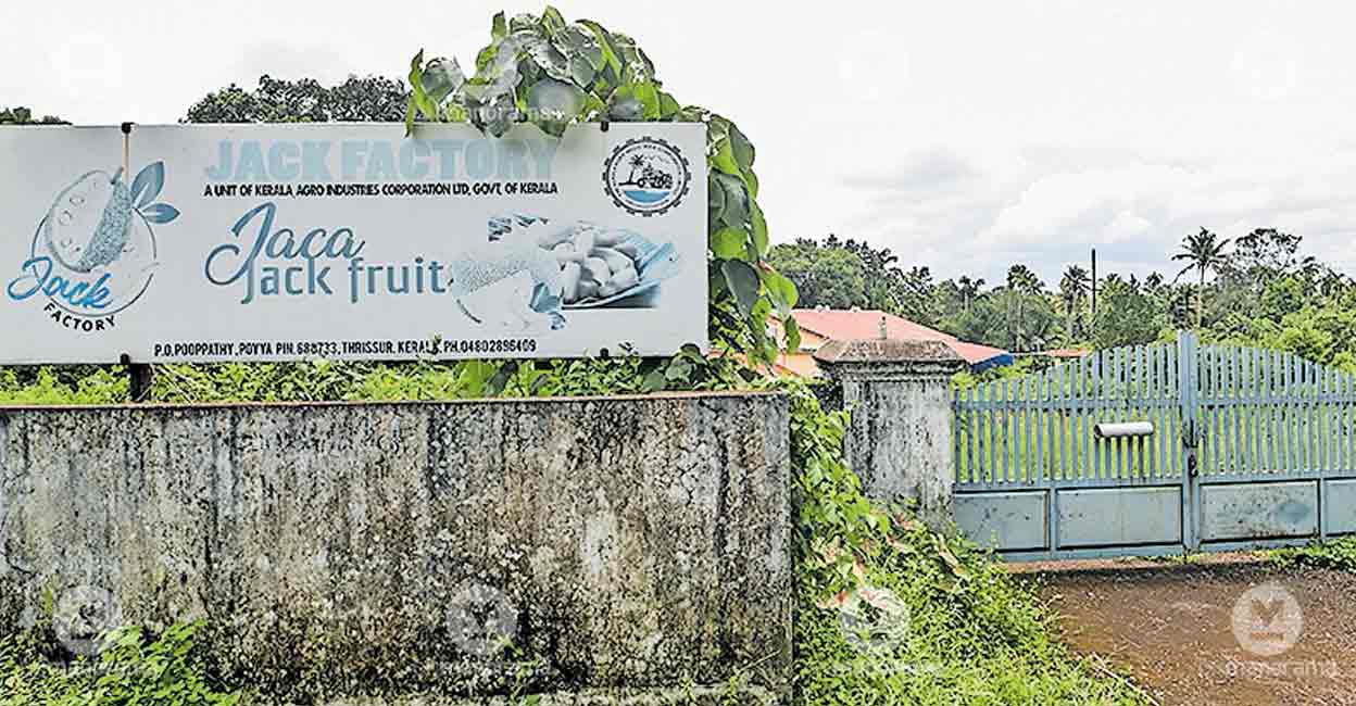 Jackfruit gaining global stardom, but govt's processing unit in ...
