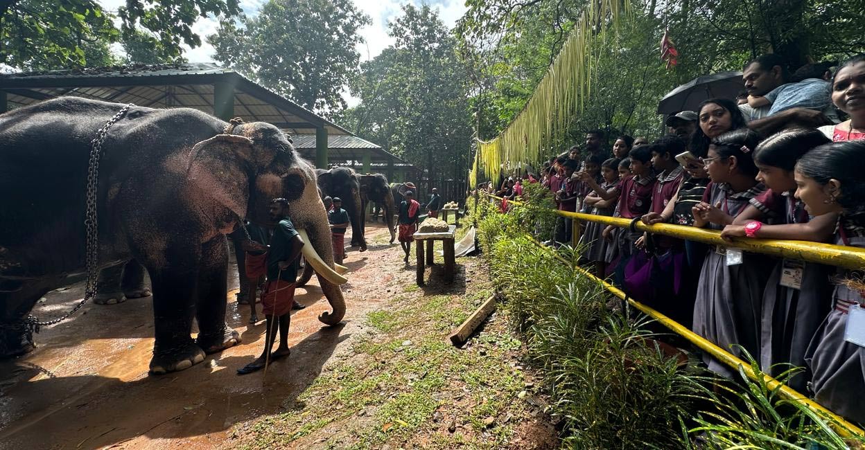 Aanayoottu marks World Elephant Day at Abhayaranyam | Kerala News ...
