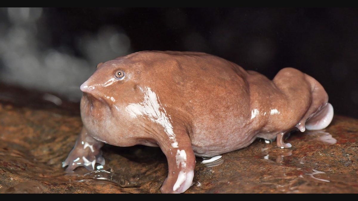 pignose frog