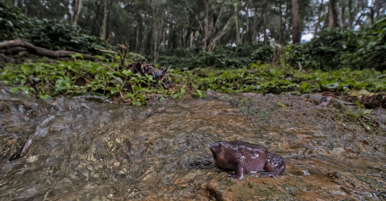 Caught between myth and climate change: Can 'Mahabali' save this frog ...