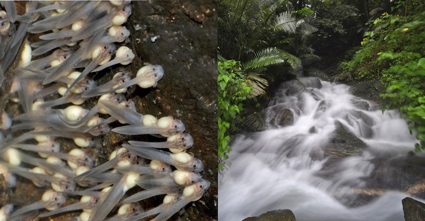 Caught between myth and climate change: Can 'Mahabali' save this frog ...