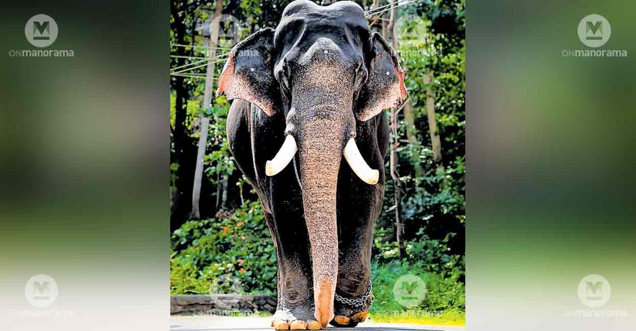 Popular tusker Erattupetta Ayyappan dies, leaving fans in grief ...