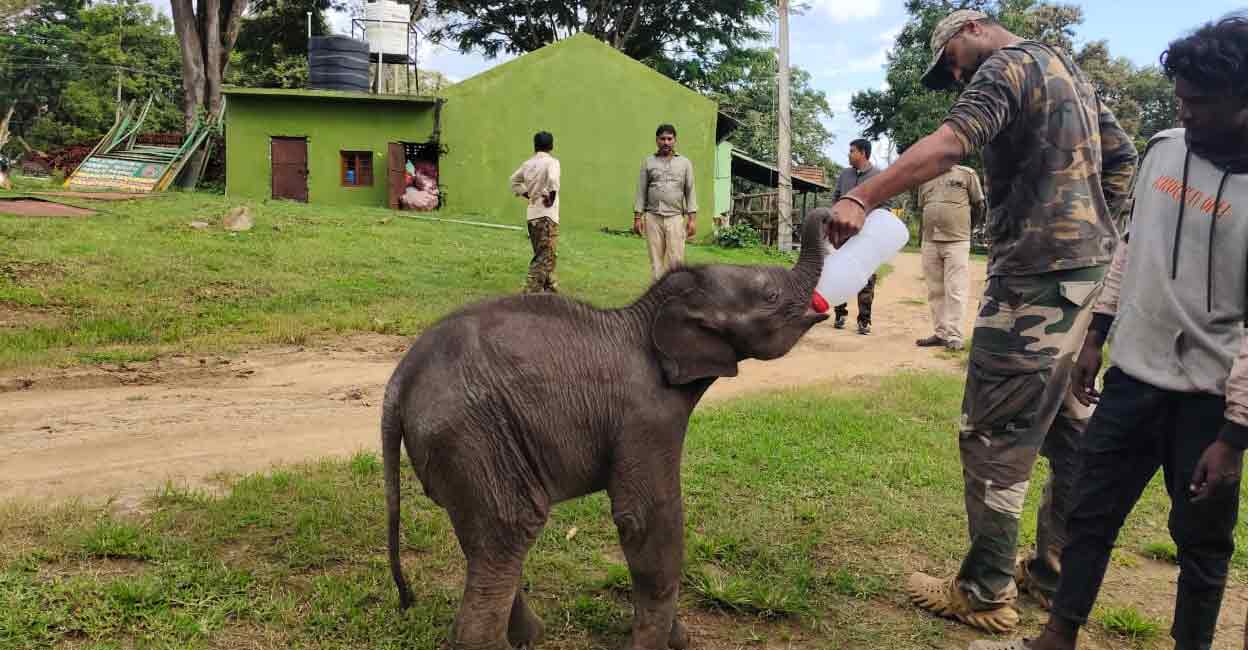 Chamundi, the elephant calf that strayed into Wayanad school, dies ...