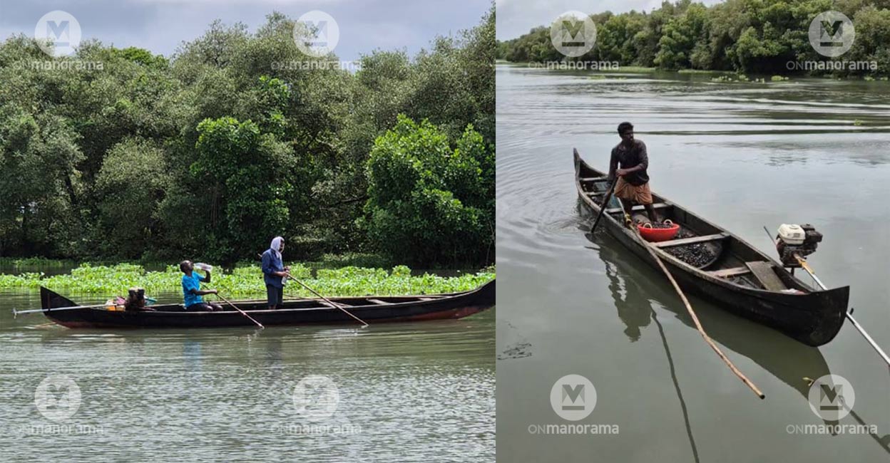 Kochi clam collectors hit a fortune in Kundannur backwaters ...