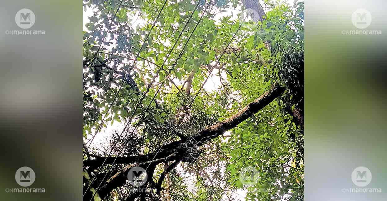 Power line entangled in tree branch poses safety threat near Vadakara ...