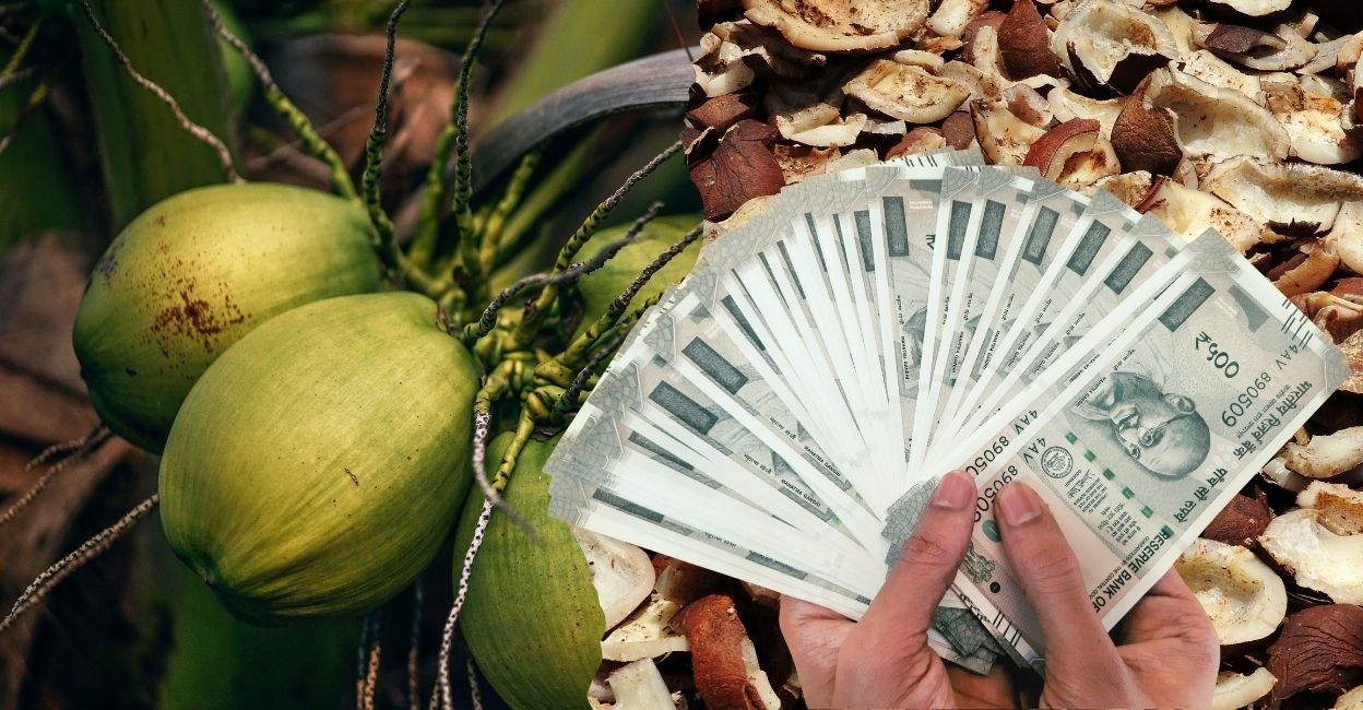 After soaring high, coconut prices begin to fall in Kerala. Here's why ...