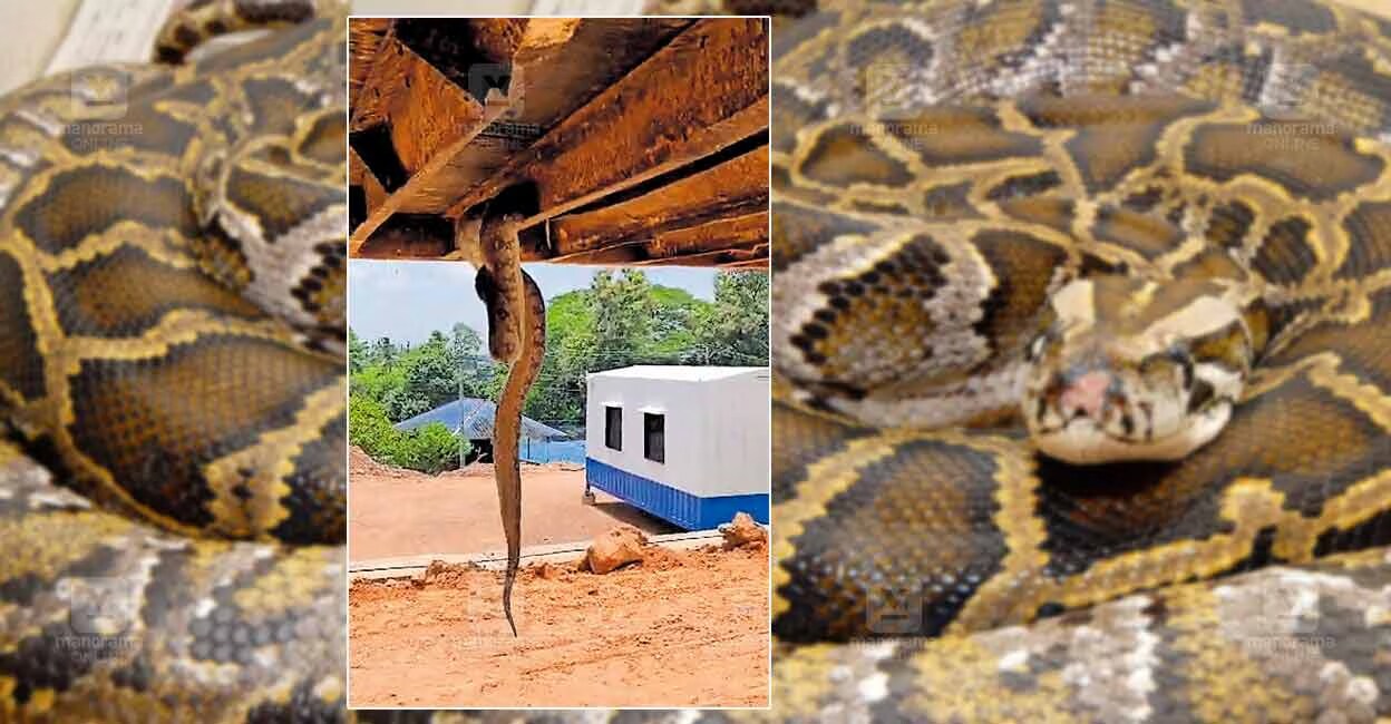 Python travels 64 km in container truck to Kottayam | Kerala Stories ...