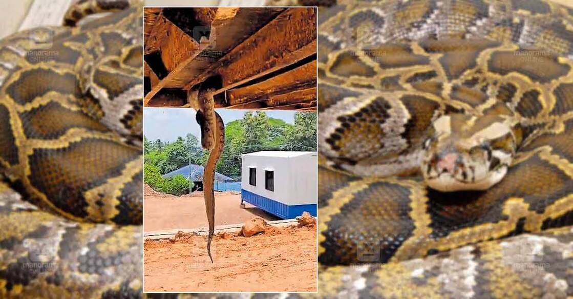 Python travels 64 km in container truck to Kottayam | Kerala Stories | Onmanorama