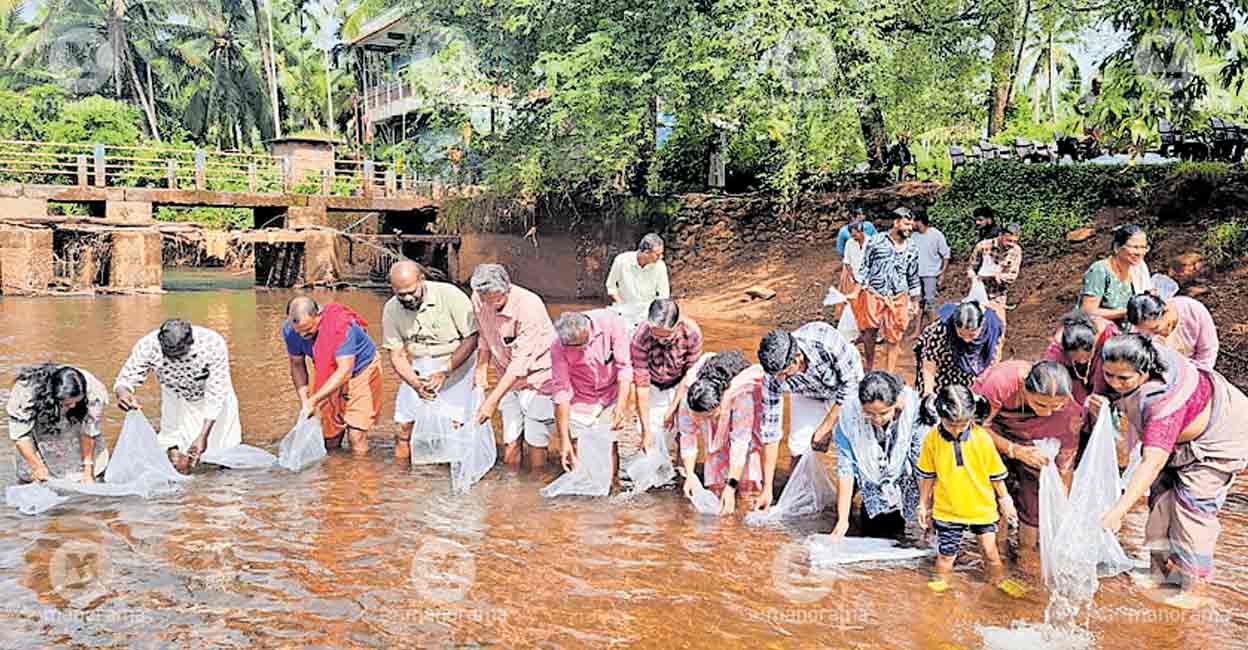 Three lakh Carp fingerlings released in Arayi River in Kasaragod ...