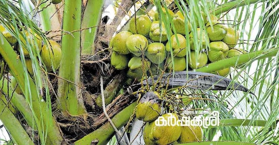 Will Kerala farmers benefit from soaring coconut prices? | Kerala ...