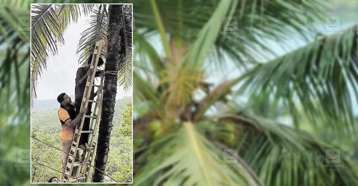 Fire Force personnel rescue youth stranded on coconut tree in Ranni ...